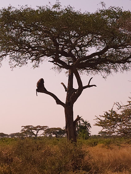 Zanzibar and Serengeti Safari Itinerary - trailstraveled.com